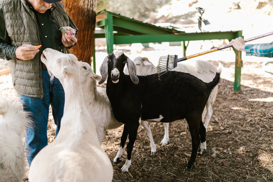 Bien-être animal : un lien essentiel