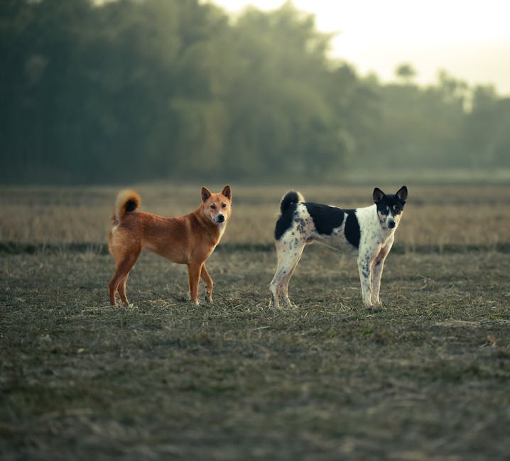 Comment nouer des liens avec son animal